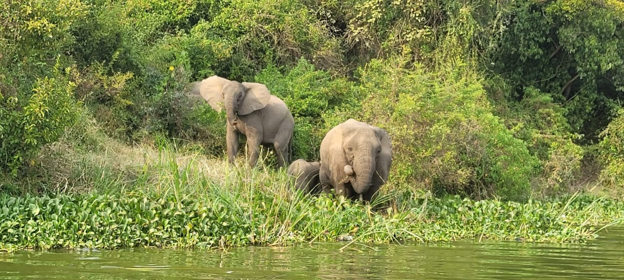 Top Destinations for Exceptional Wildlife Photography in Uganda | 4×4 ...